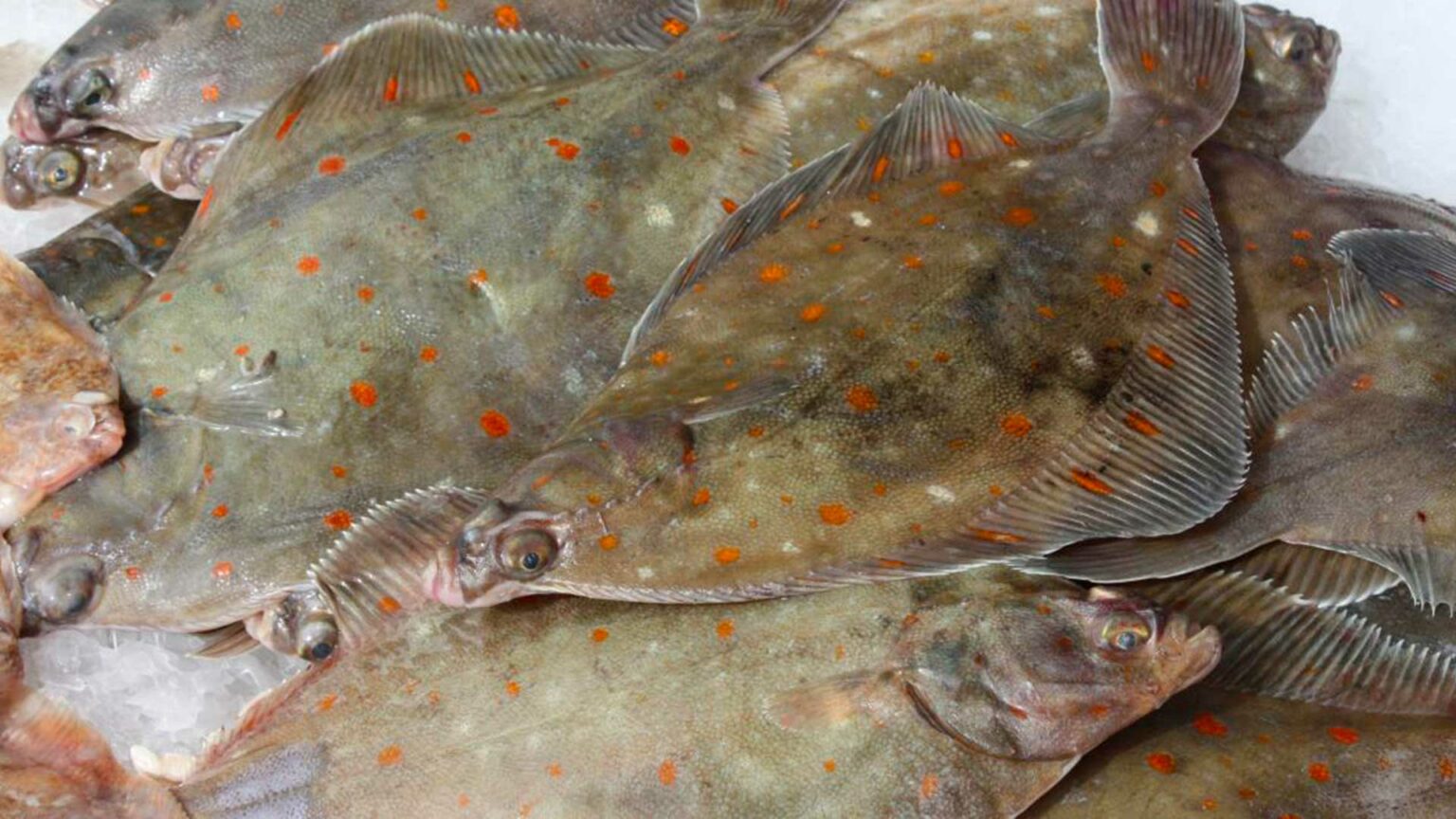 Carrelet au four (plie) recette de cuisine - Poissonnerie Le Saint-Pierre